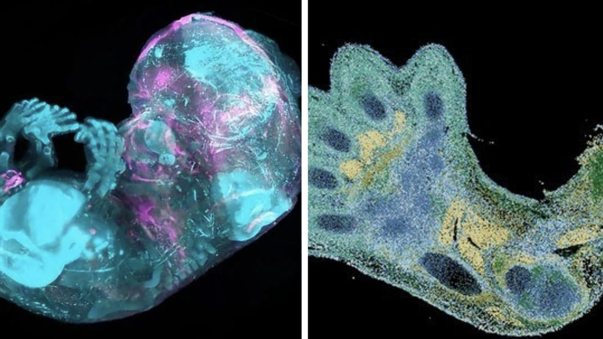 Comment se forment les os chez un embryon