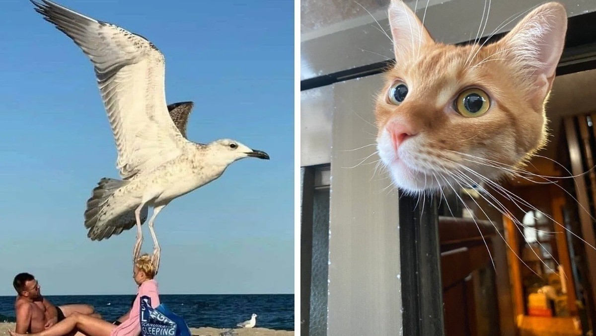 23 superbes illusions d'optique avec des animaux