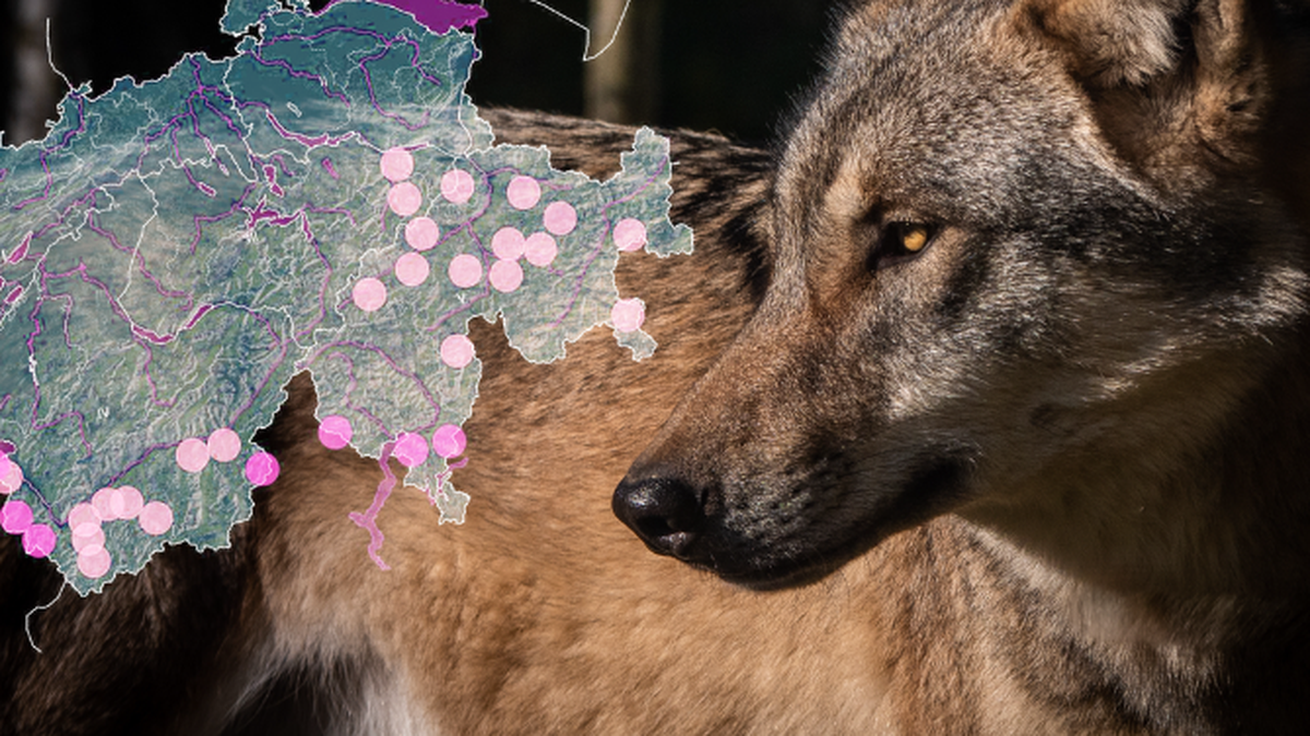Voici où vivent les loups en Suisse