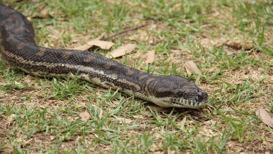 Un Australien de 5 ans survit à l'attaque d'un python géant