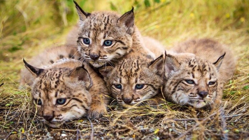 Le baby boom des bébé lynx ibériques redonne espoir en Espagne