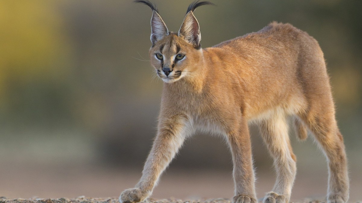 Un félin exotique signalé dans le canton du Jura