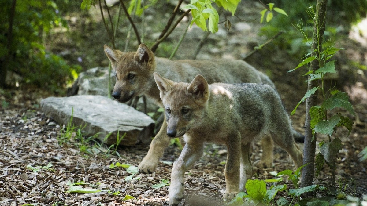 Jeunes loups photographiés au Parc national suisse en Engadine