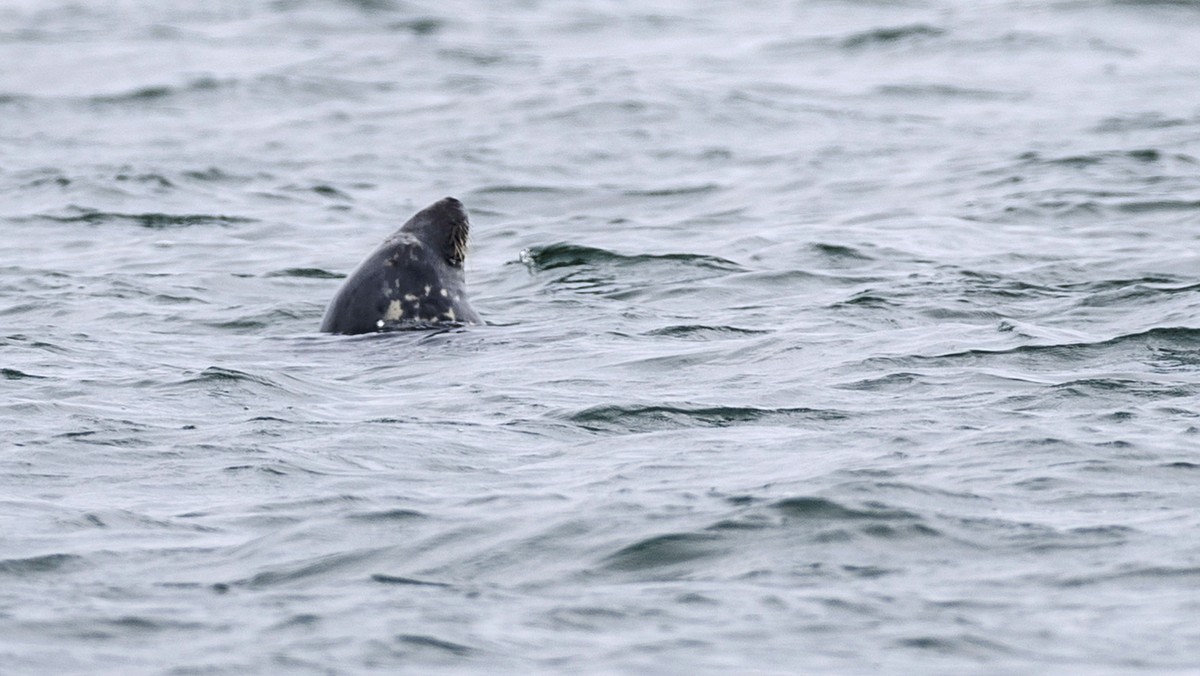 Hawaï: un surfeur attaqué par un requin meurt de ses blessures