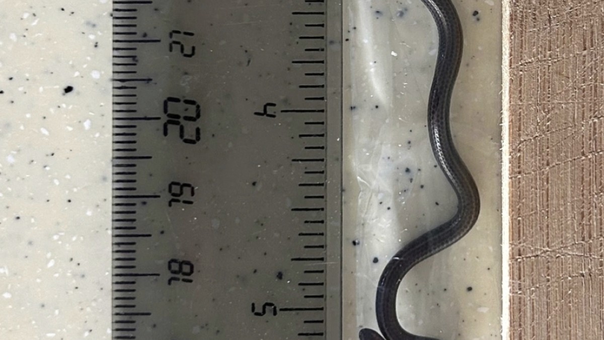 Plus petit serpent au monde, le serpent fil fait son retour à la Barbade