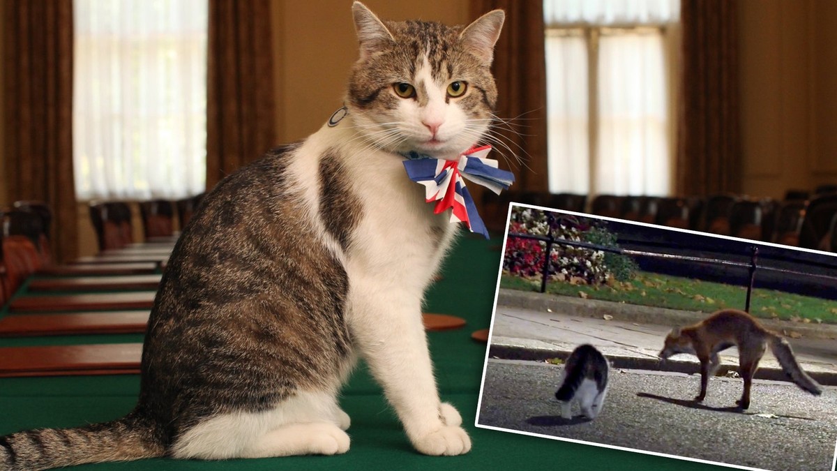 Larry, le célèbre chat du 10 Downing Street chasse un renard