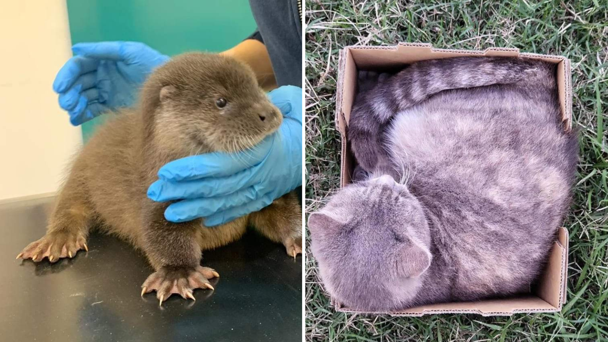 Ces 27 animaux rigolos vous mettront immédiatement de bonne humeur