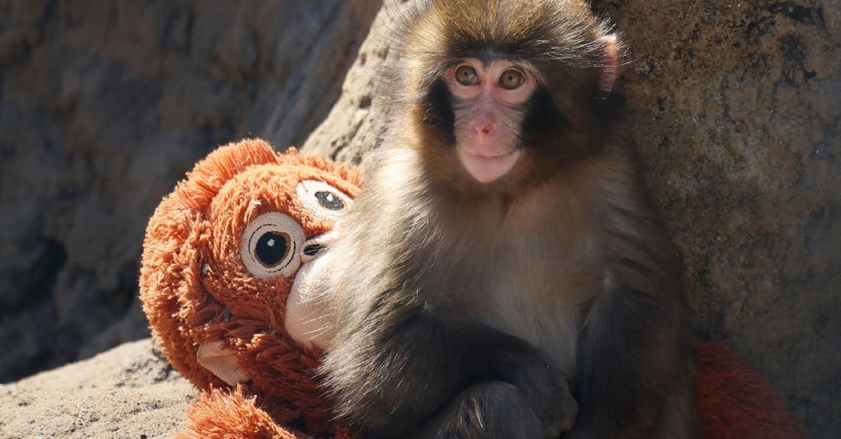 Japon: l'histoire du singe Punch fait craquer la Toile