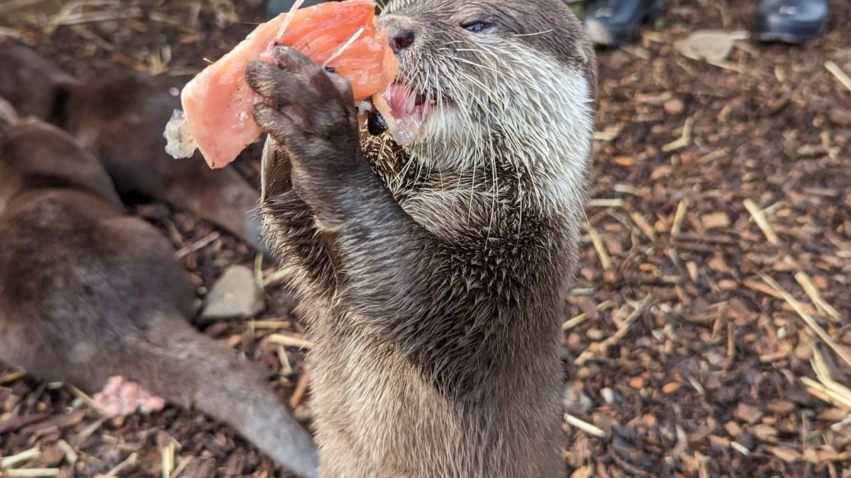Voici 27 photos et gifs d'animaux trop mignons
