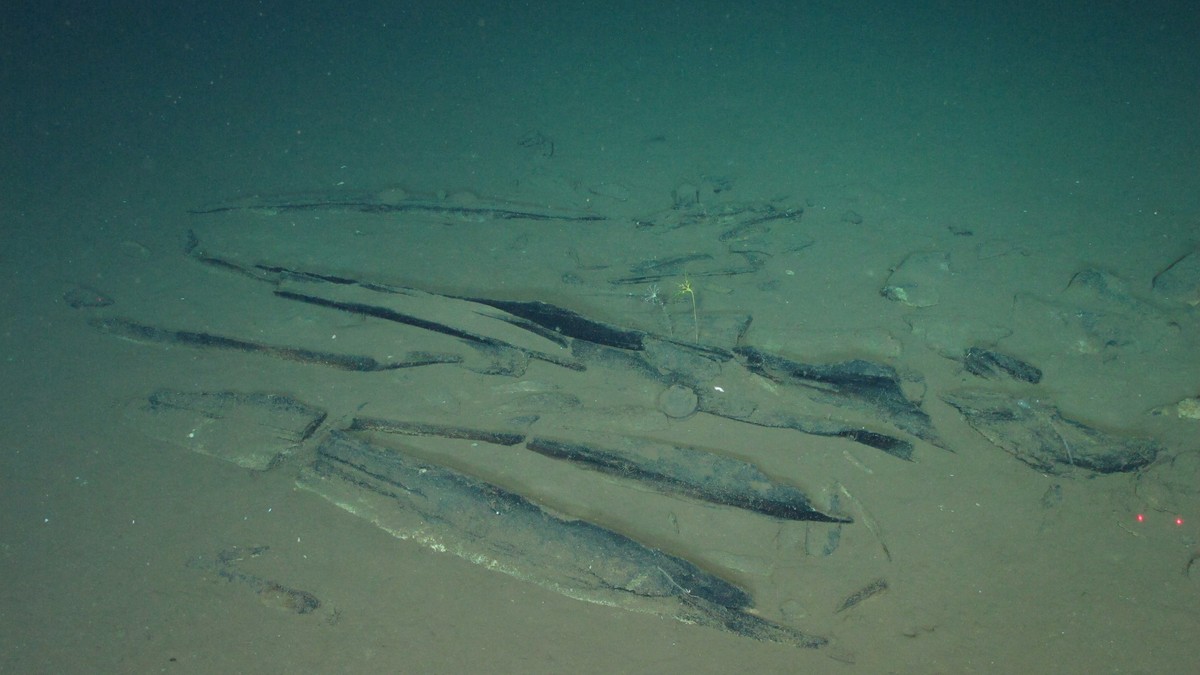 Des chercheurs découvrent un gigantesque cimetière de baleines