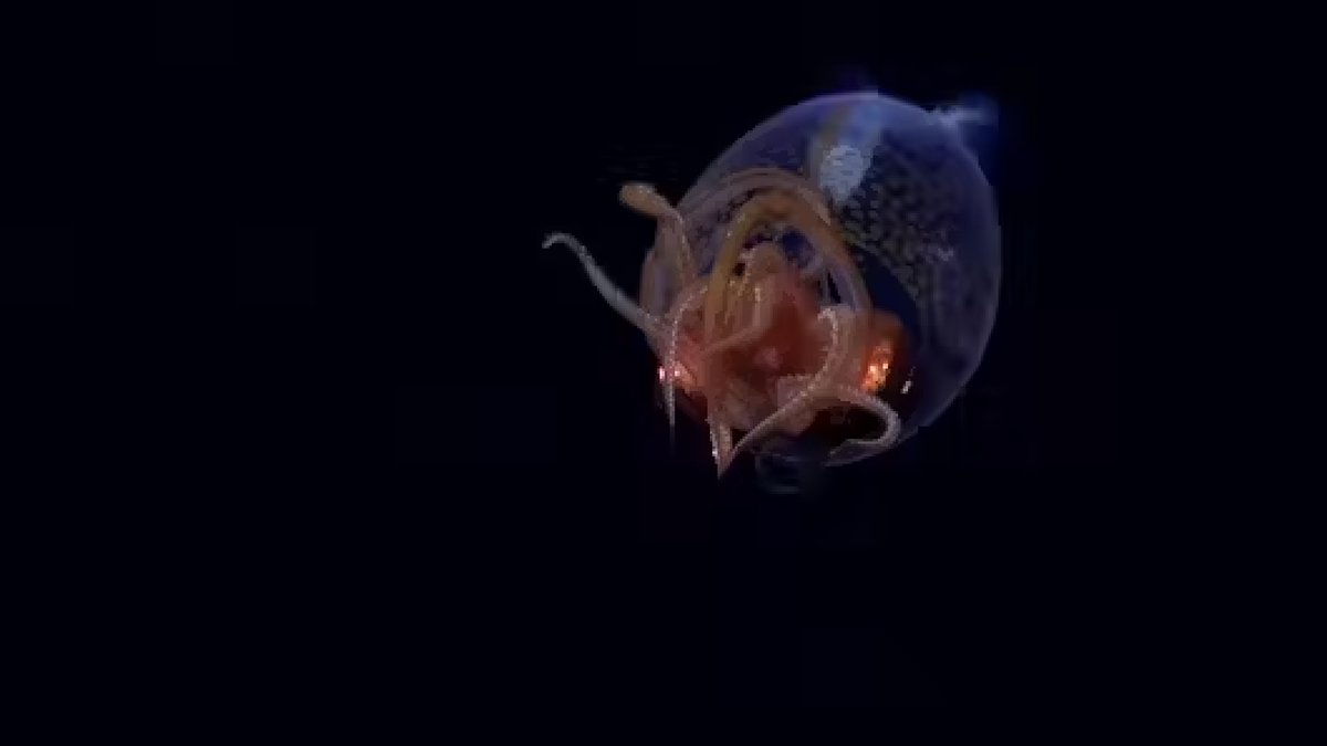 Un calamar «colossal» a été repéré à 660m de profondeur