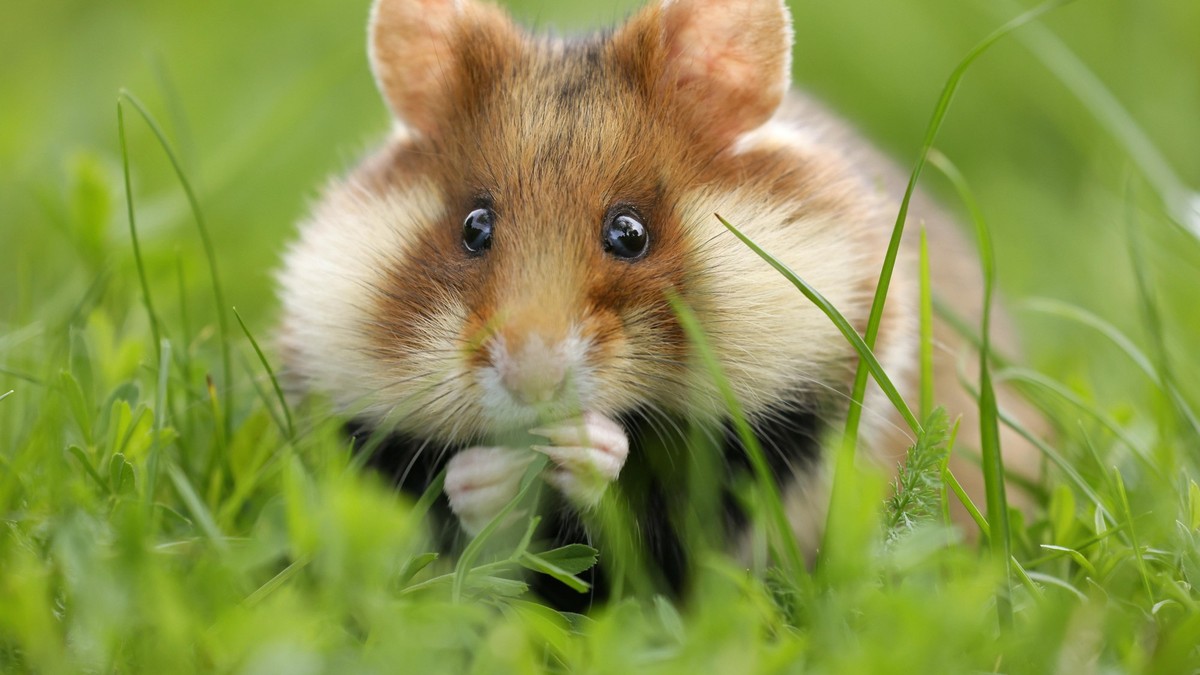 Alsace: Le grand hamster lutte pour sa survie