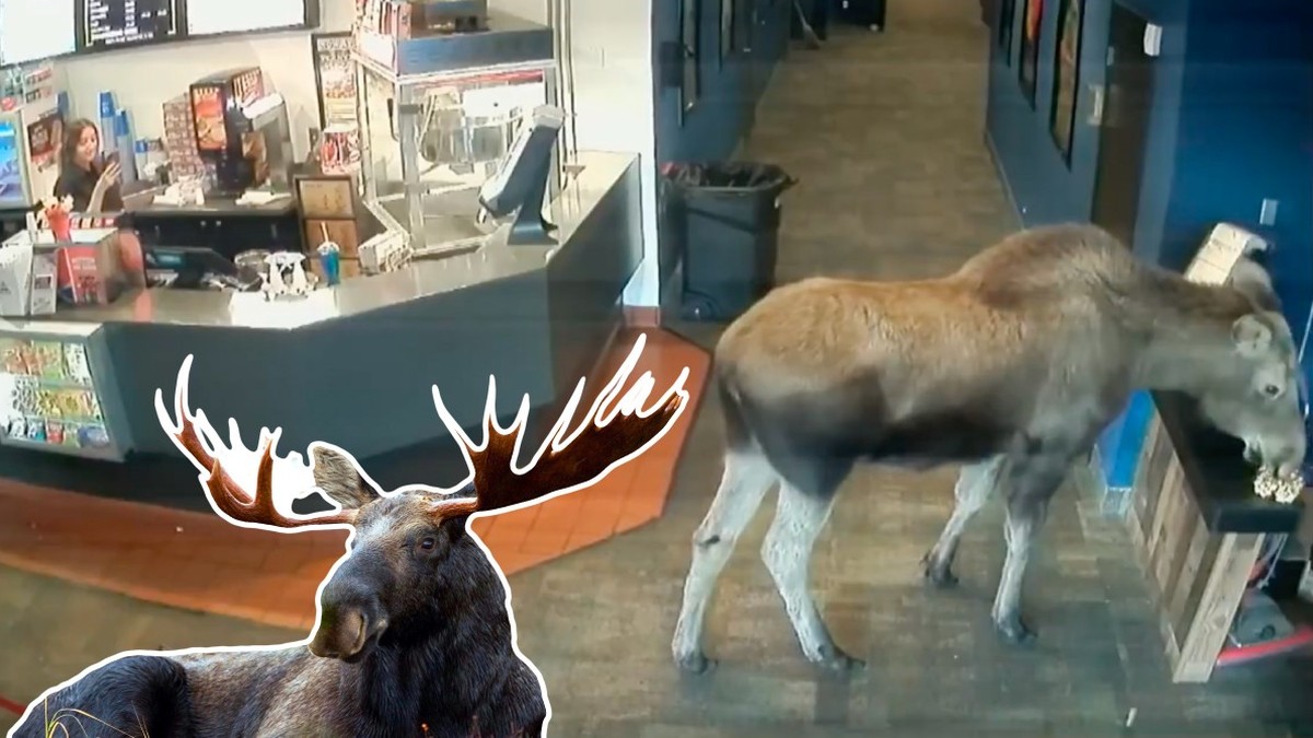 Cet élan a commis un crime dans un cinéma