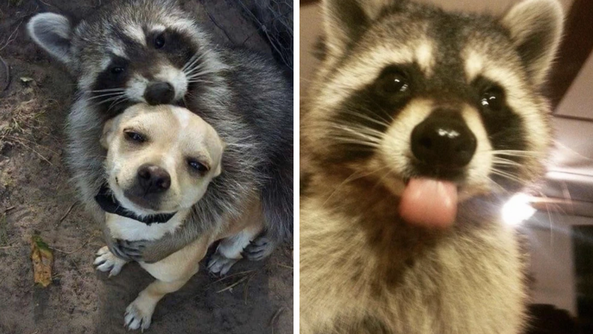 29 gifs qui montrent que les ratons laveur sont plus cool que vous