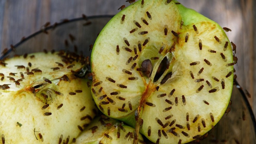 Comment se débarrasser des mouches à fruits