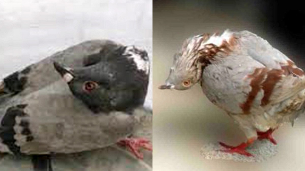Qu'est-ce que ces «pigeons-zombies» qui inquiètent les scientifiques