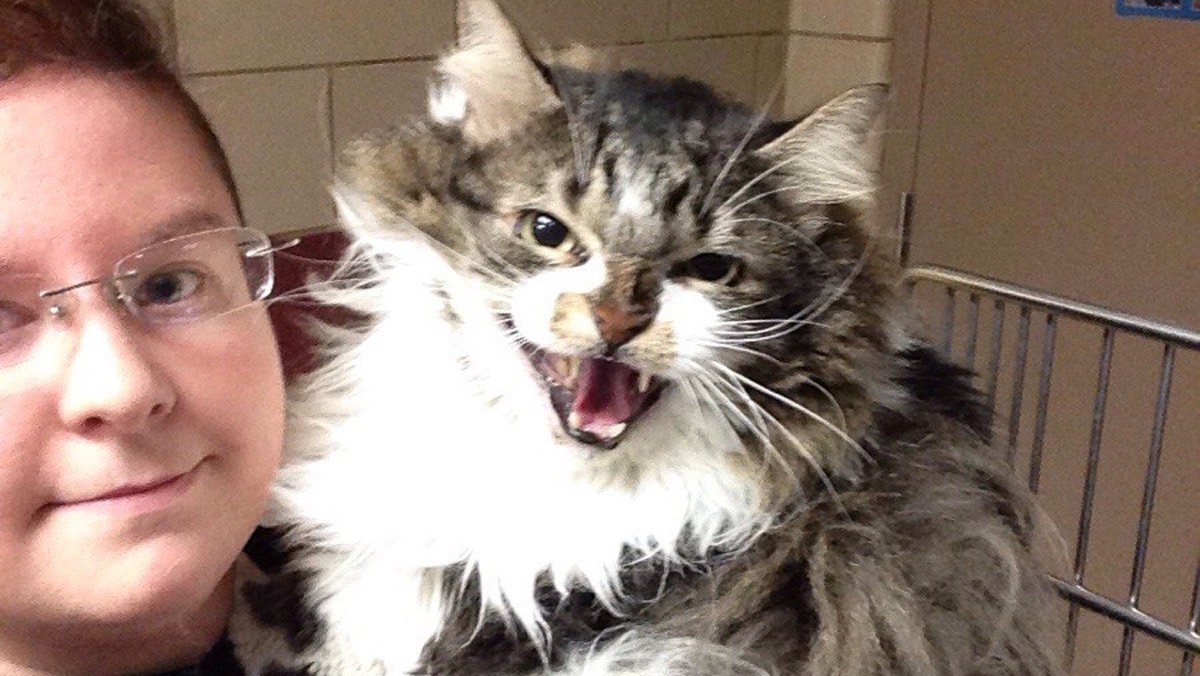 13 chats vraiment méchants