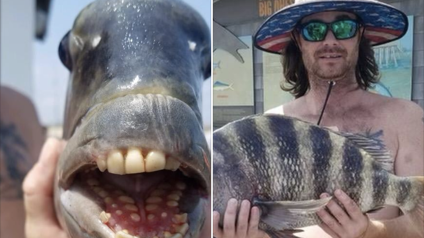 Un poisson aux "dents humaines" fait sensation sur Internet