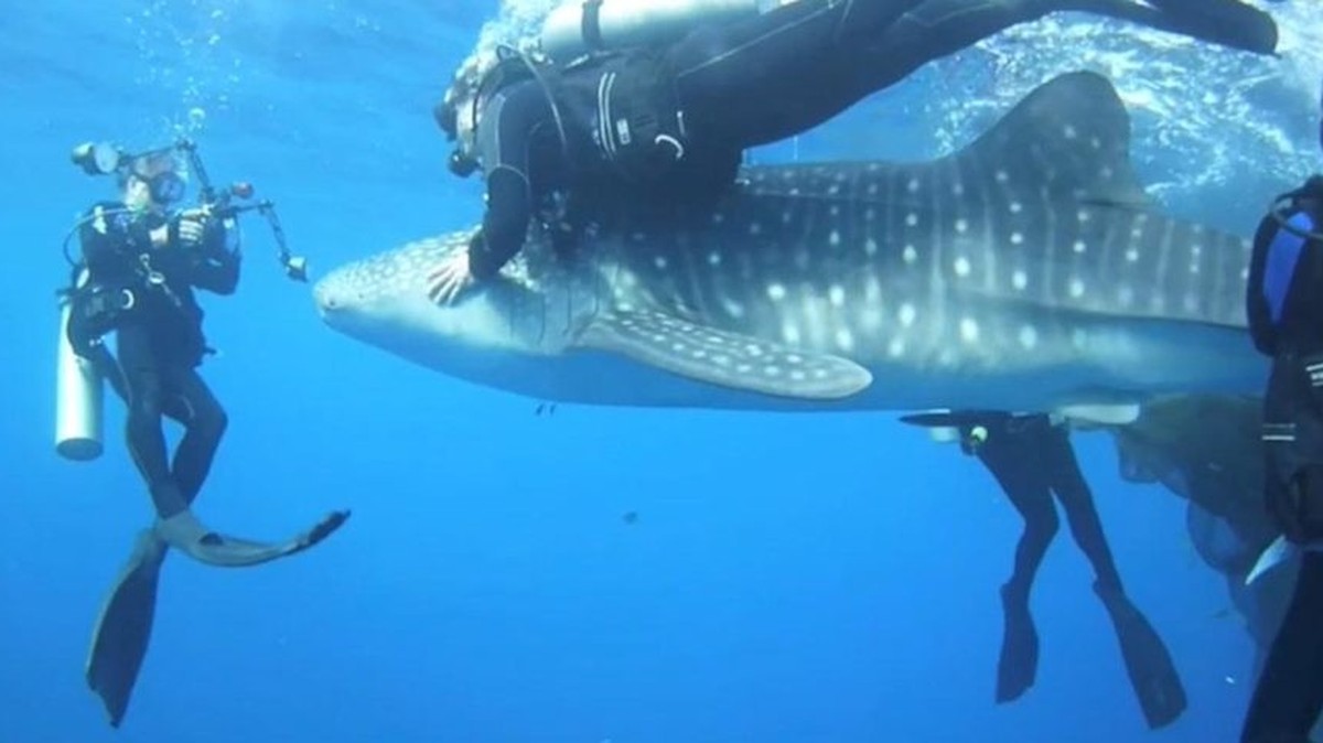 Des plongeurs sauvent des requins-baleines piégés dans un filet