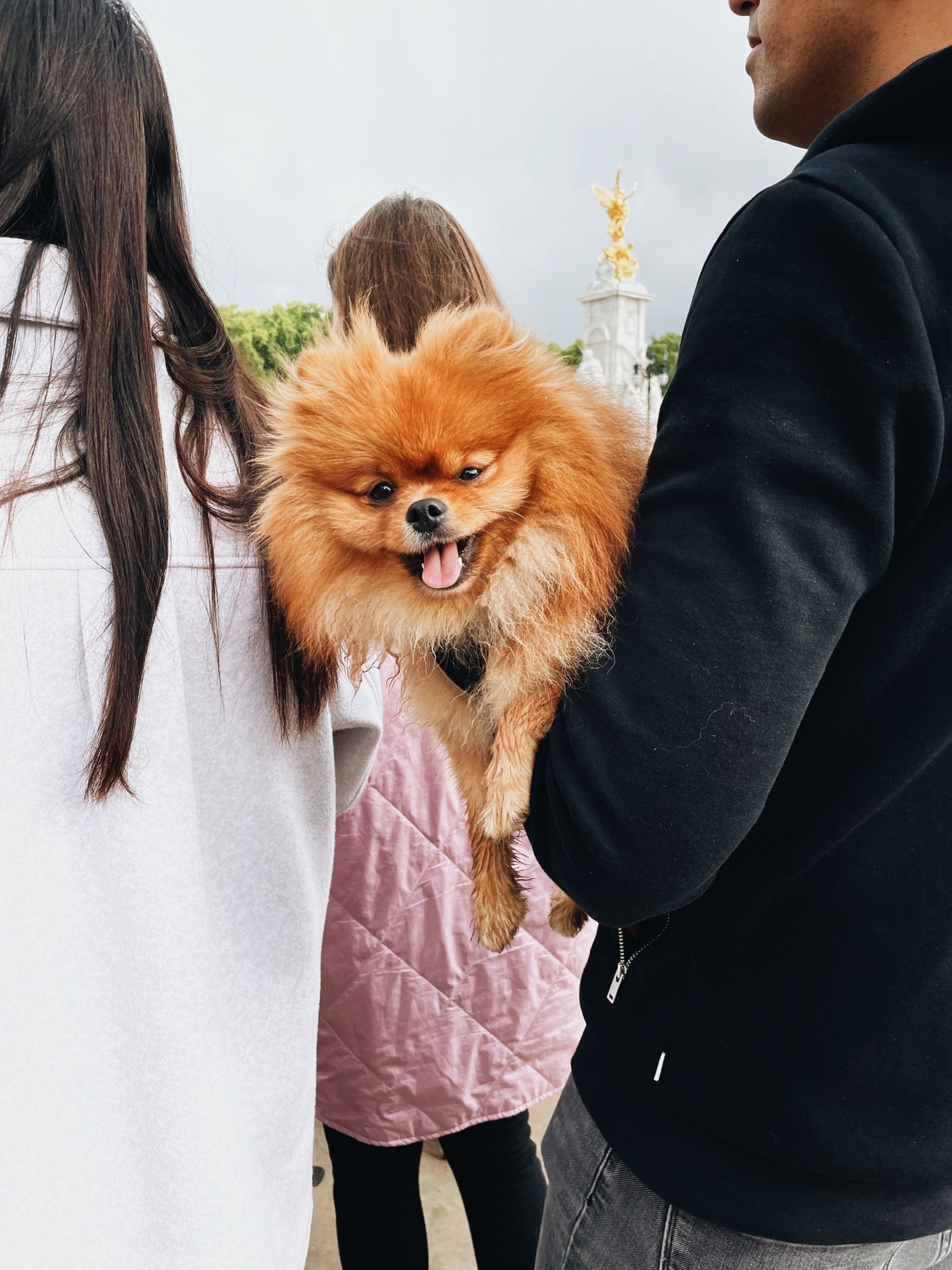 Les chiens aussi ont dit bye bye à la Reine...