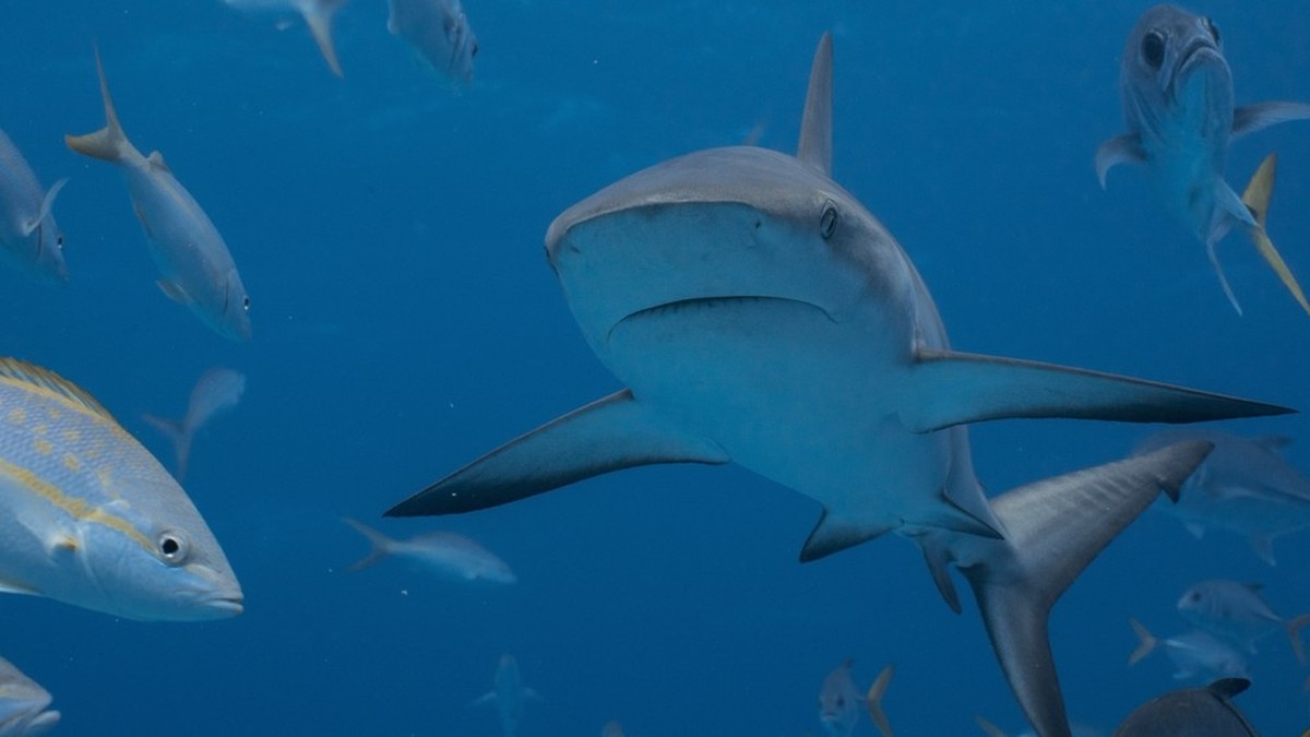 Une menace sérieuse dans la viande de requin en Suisse
