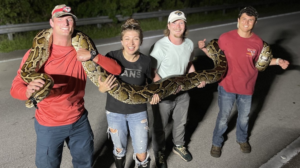 Le plus gros python de Floride a été capturé
