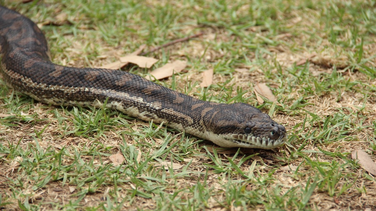 Un Australien de 5 ans survit à l'attaque d'un python géant