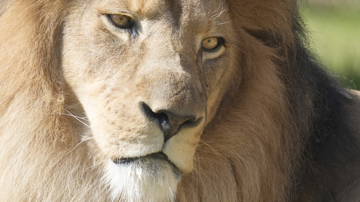 Une adolescente de 14 ans tuée par un lion au Kenya