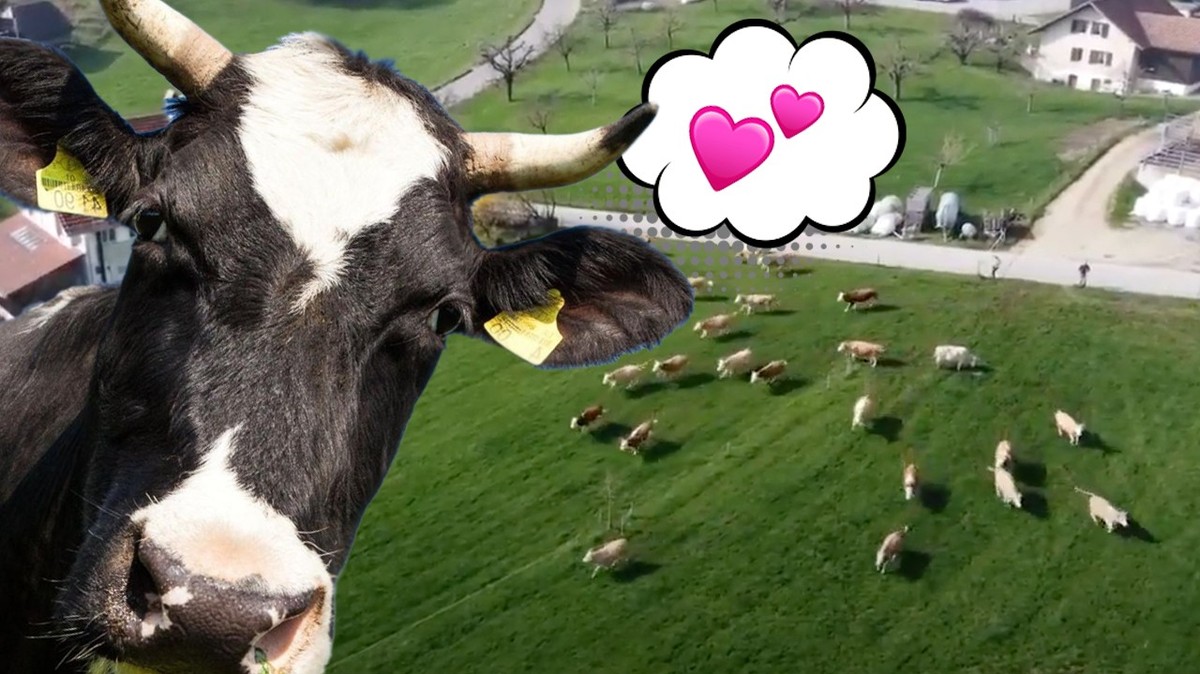 Ces vaches découvrent les premiers pâturages de printemps