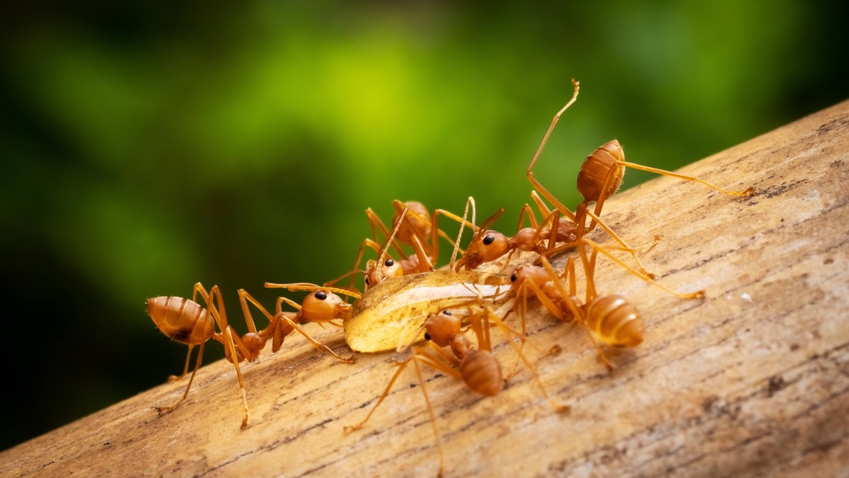 La fourmi de feu, une espèce invasive, a débarqué en Europe