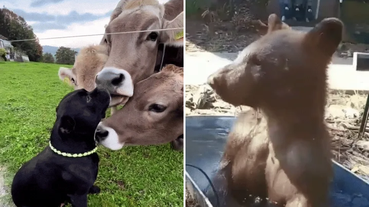 27 photos d'animaux rigolos pour bien commencer la semaine