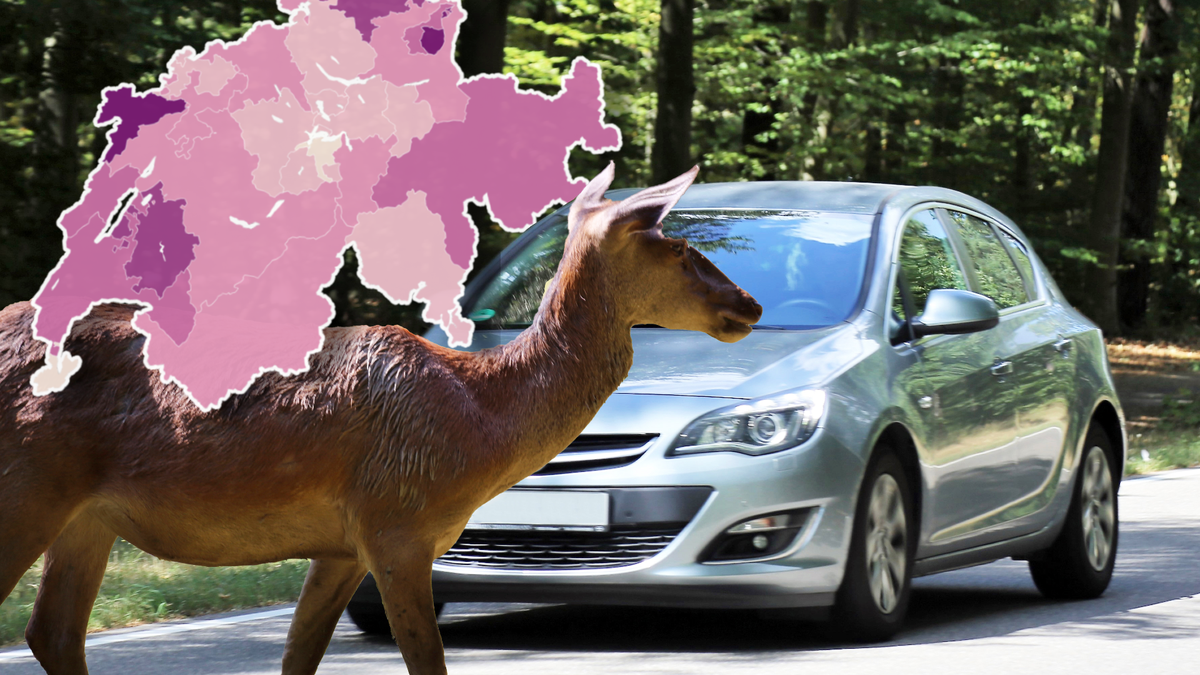 Voici où vous risquez le plus de percuter un animal en Suisse