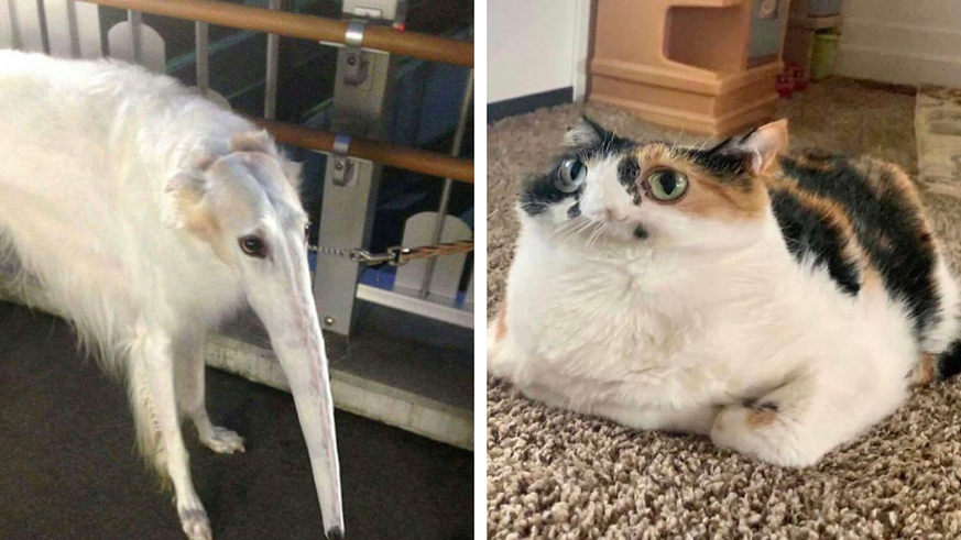 20 photos panoramiques où les animaux deviennent bizarres