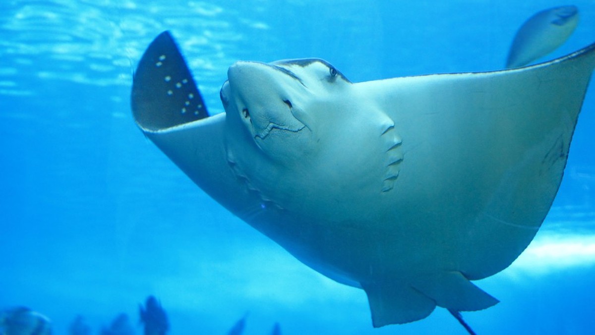 Un requin se cacherait derrière la grossesse de cette raie