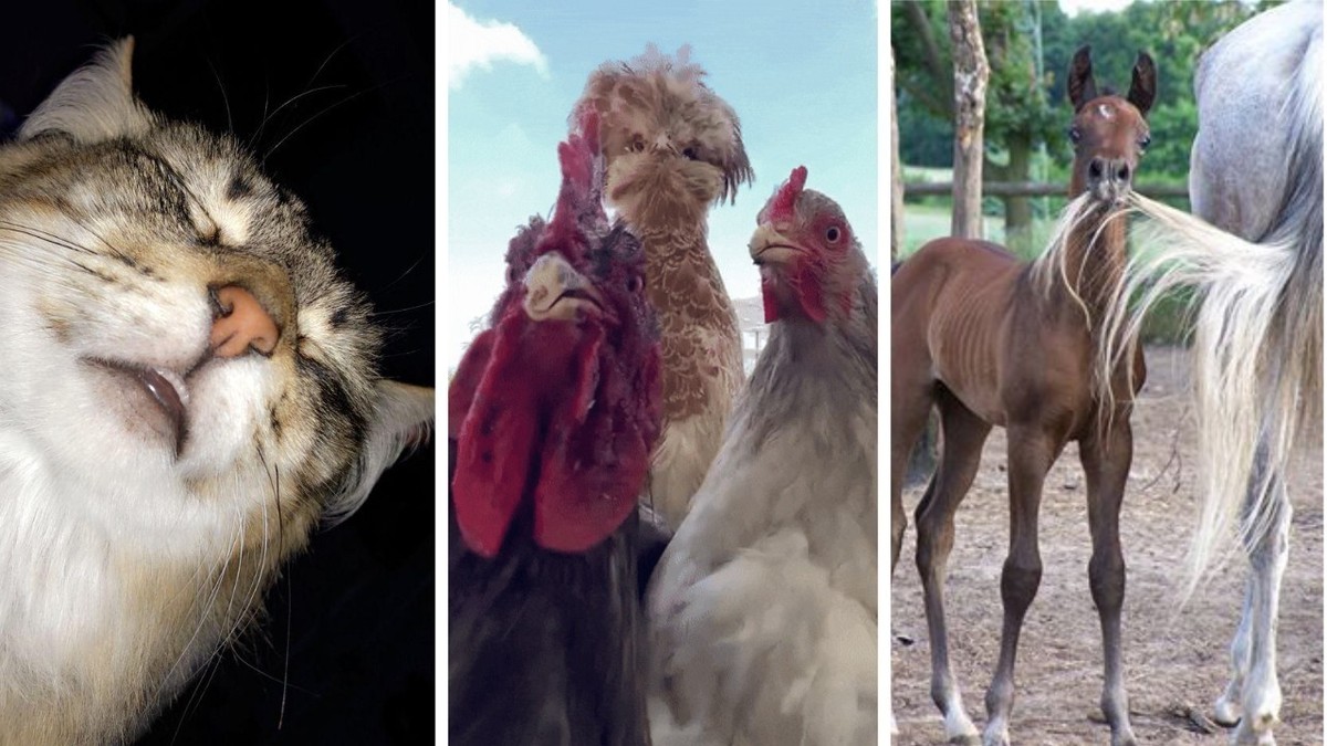 27 superbes photos d'animaux