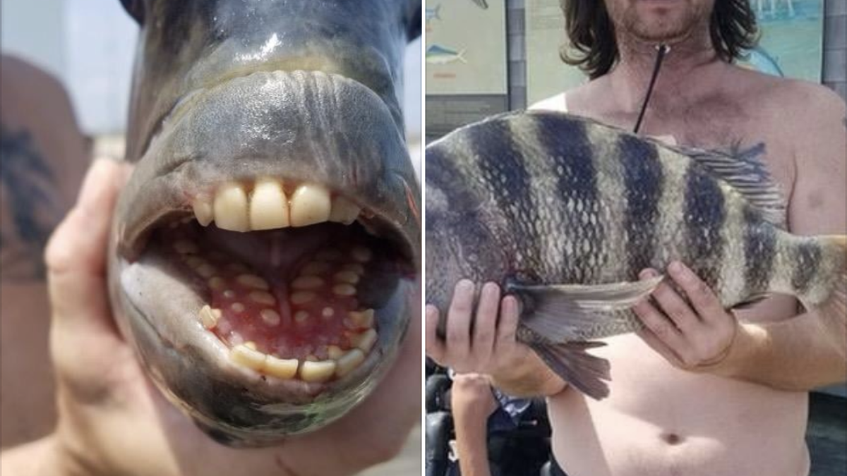 Un poisson aux "dents humaines" fait sensation sur Internet