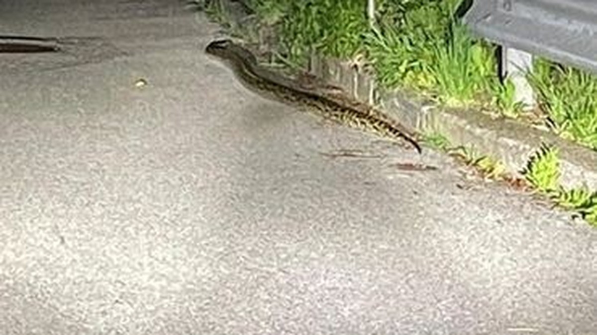 Un python de 3 mètres découvert au Tessin