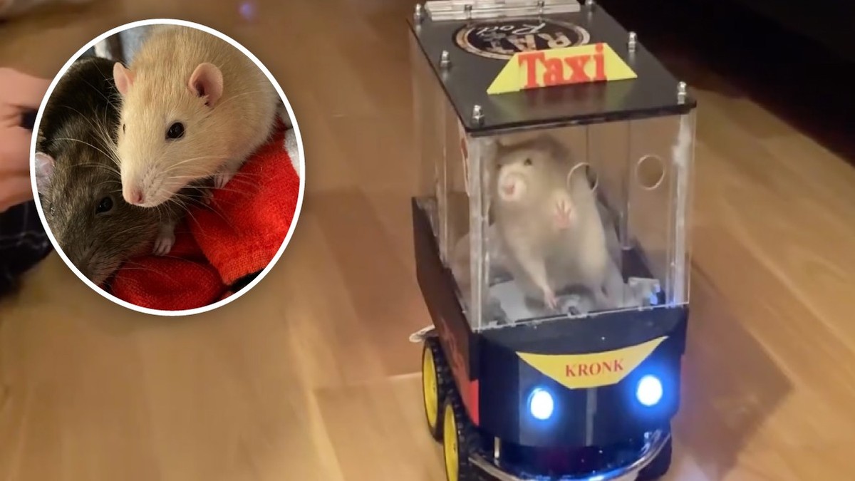 Ce rat sait conduire un véhicule