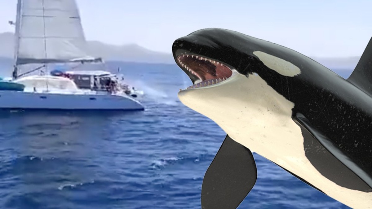 Espagne: des plaisanciers sur un bateau attaquent des orques
