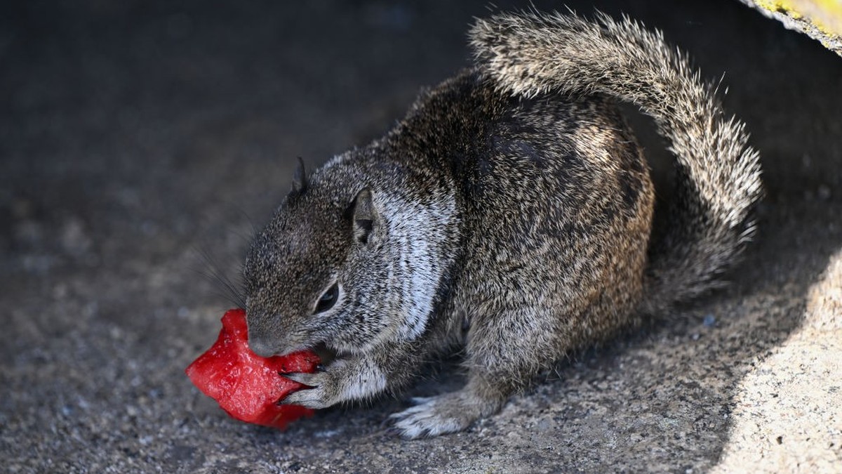 Les écureuils cachent une facette redoutable
