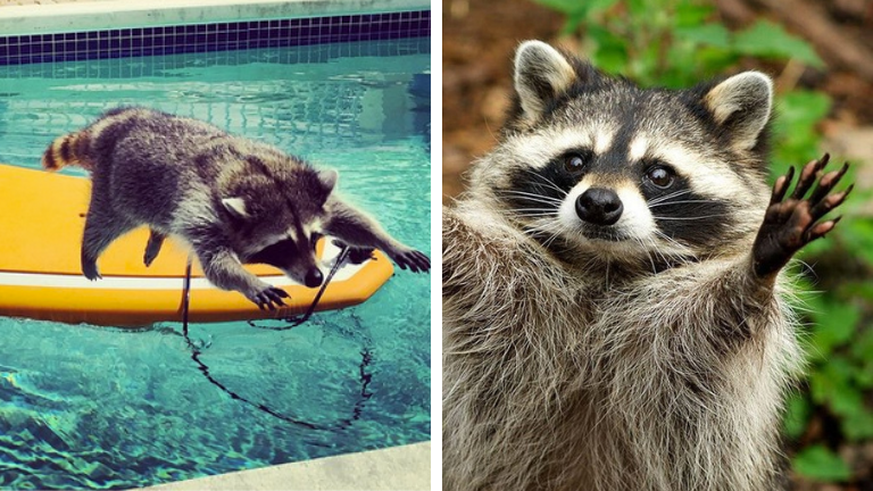 17 images de ratons laveurs, ces êtres pas gracieux mais très choux