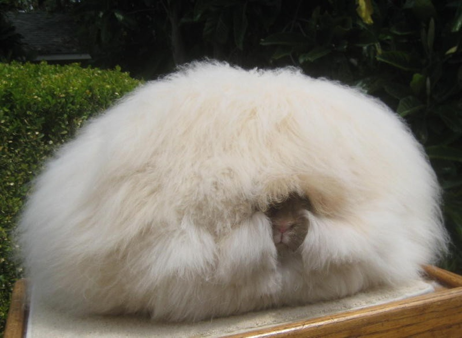 Vous avez mérité des photos de lapins fluffy: