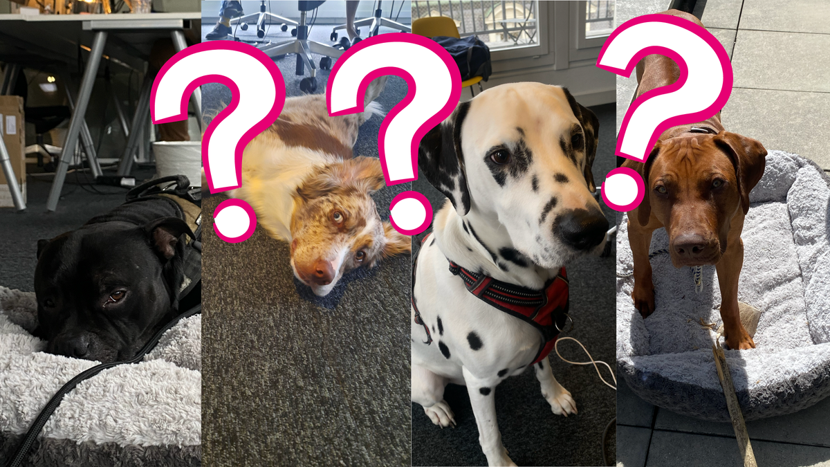 Vous avez voté pour le chien de la rédac mais il y a eu triche!