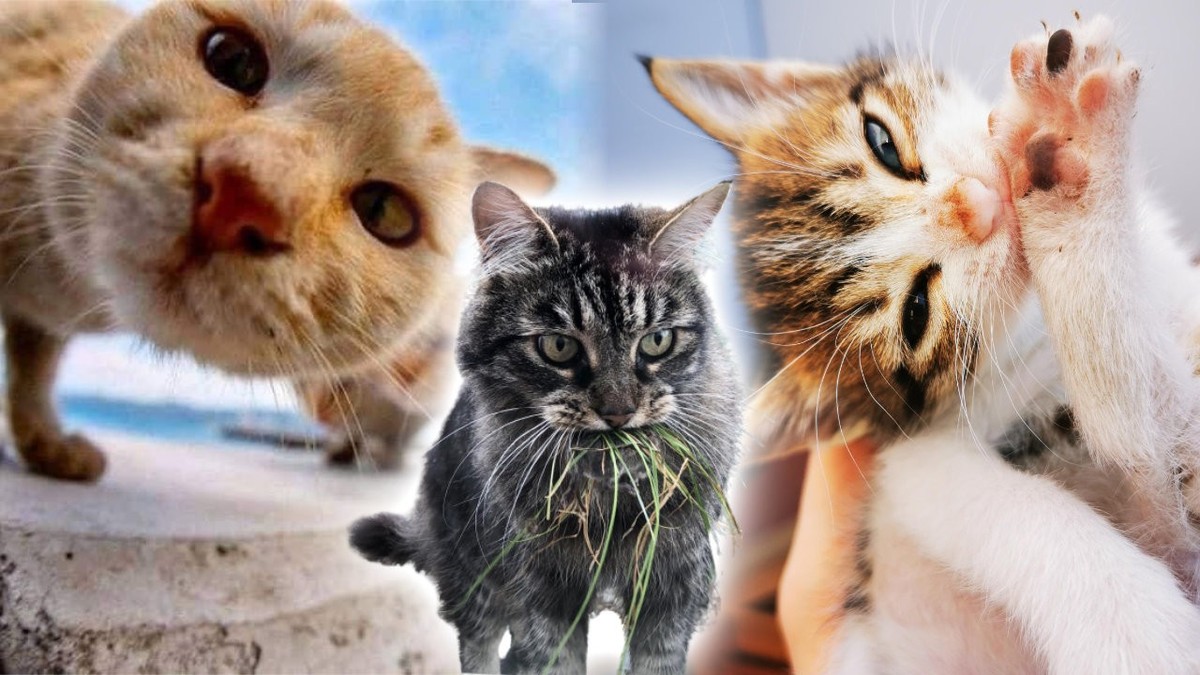 Cute News: vous avez mérité ces 32 photos de chats