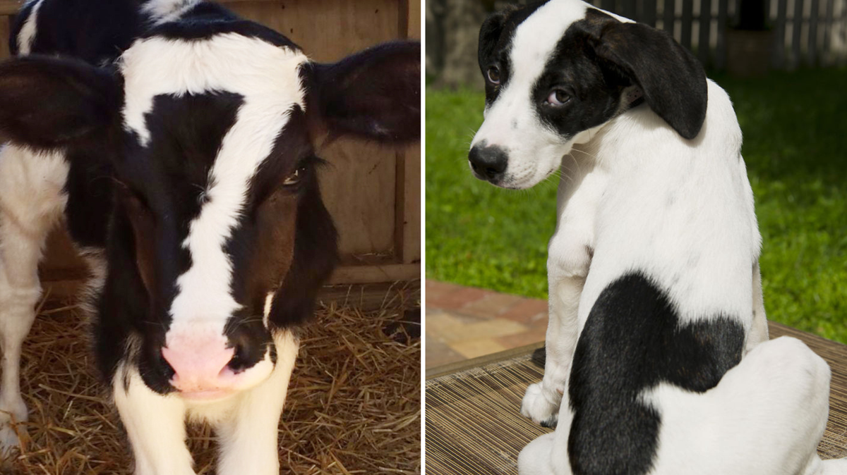 27 animaux avec des pelages adorables