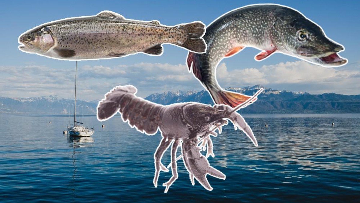 Perche, féra... Palmarès 2020 des poissons les plus pêchés du lac Léman