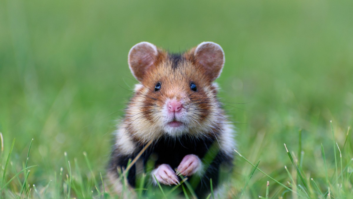 Le hamster d'Europe est en danger d'extinction