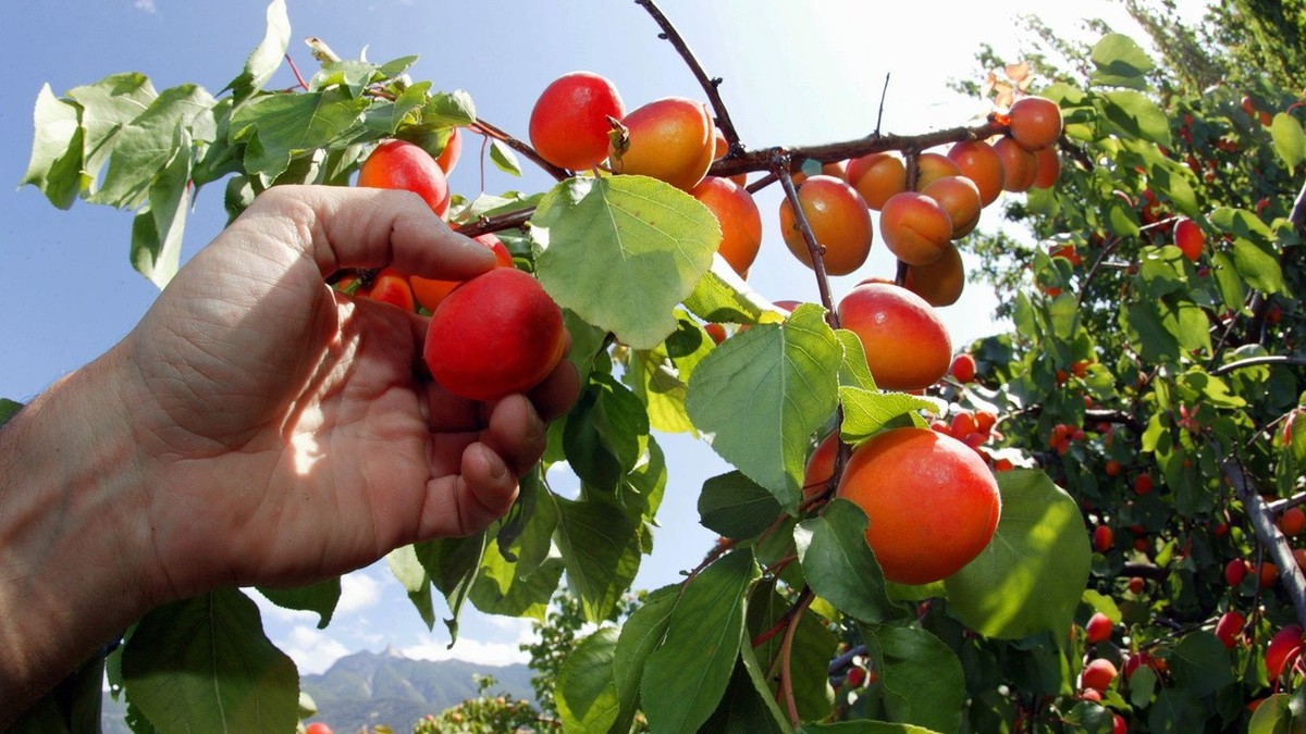 Cette année, les fruits auront du goût en Suisse