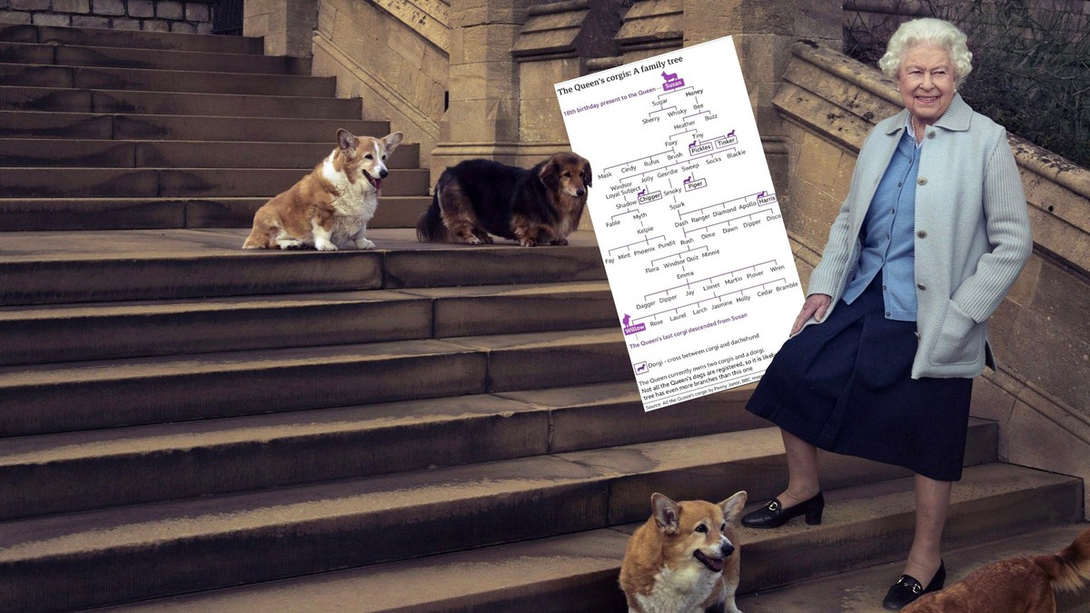 Les corgis de la Reine: voici leur arbre généalogique