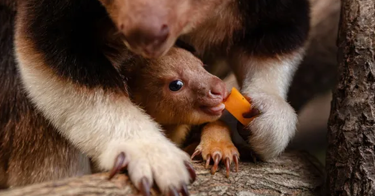 Ce kangourou arboricole faisait la taille d'un haricot: vidéo